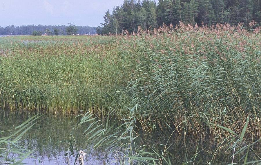 Phragmites Control – Chesapeake Wildlife Heritage
