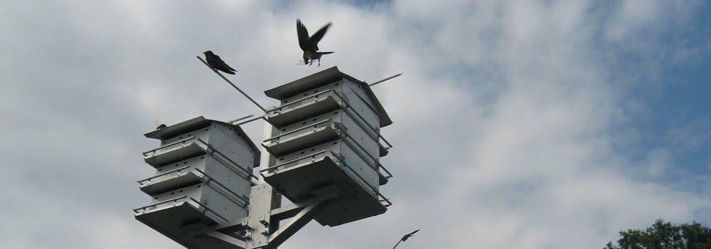 Nesting Structures – Chesapeake Wildlife Heritage
