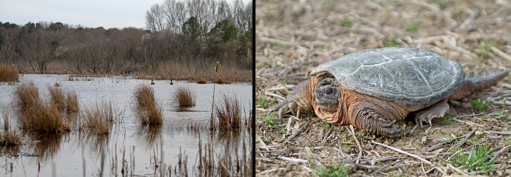 Pond Scene & Snapping Turtle – Chesapeake Wildlife Heritage