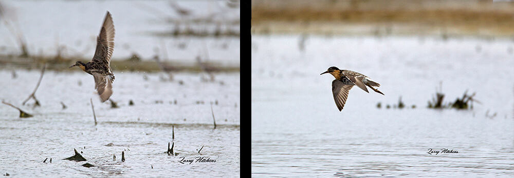 Ruff in Flight – Chesapeake Wildlife Heritage