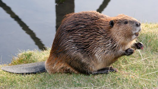 Alteration of North American Streams by Beaver – Chesapeake Wildlife ...