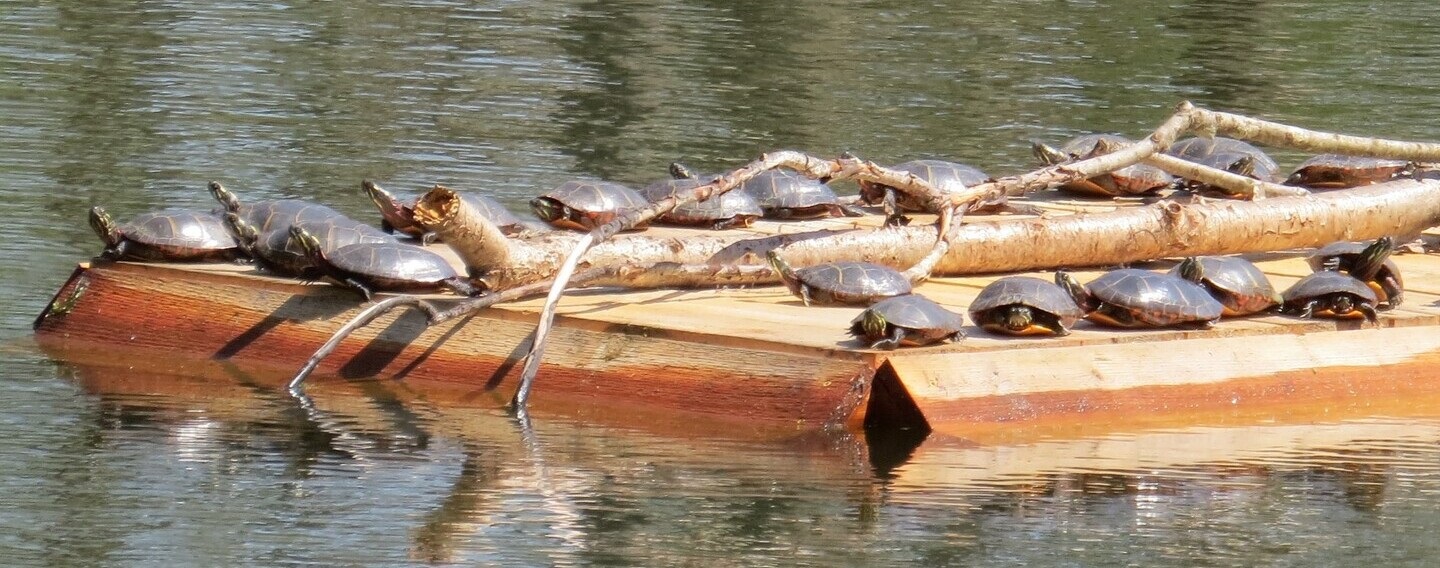 website-turtle-raft-1 – Chesapeake Wildlife Heritage
