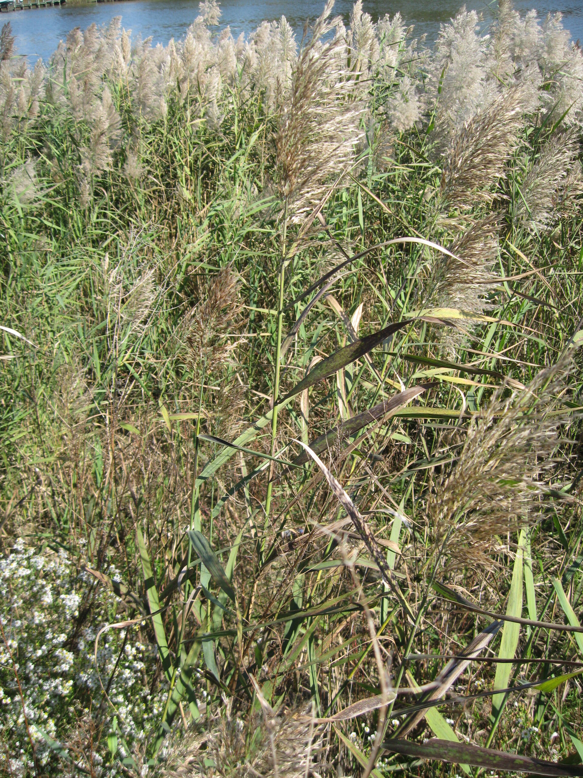 Phragmites Control – Chesapeake Wildlife Heritage