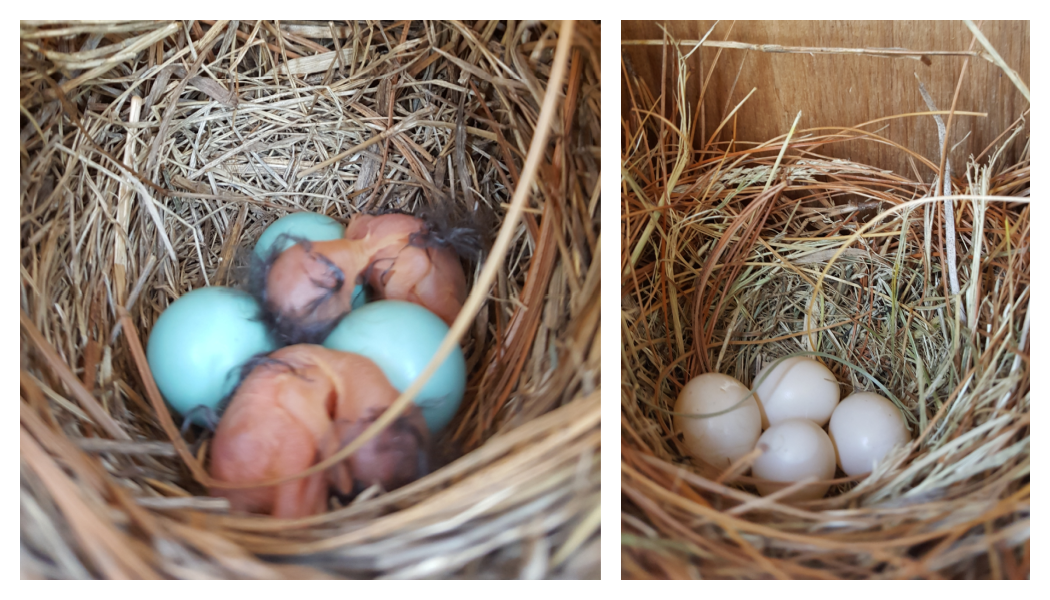 Nest Watch – Chesapeake Wildlife Heritage